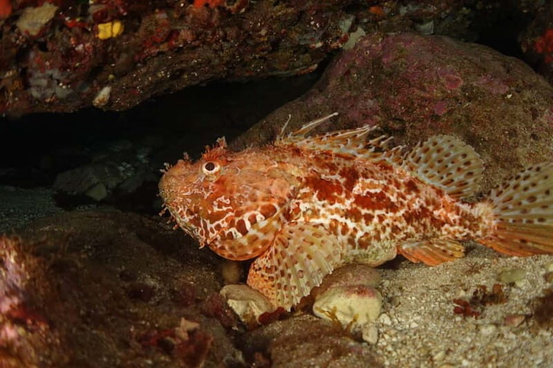 Alghero: Try dive. Scuba diving for beginners. - Authentic Experiences from Fellow Travelers