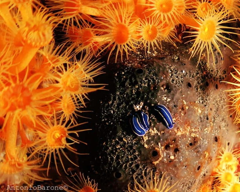 Alghero: Try dive. Scuba diving for beginners. - The Sum Up: Who Should Consider This Experience?