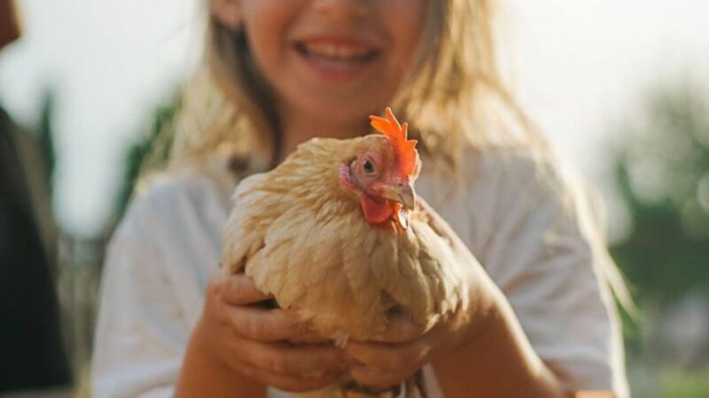 Alghero: visit an animal shelter in Olmedo - Key Points
