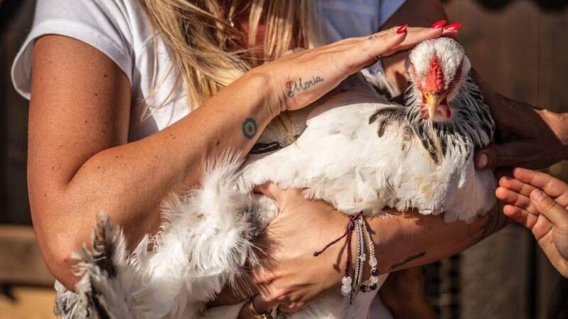 Alghero: visit an animal shelter with lunch or dinner - Key Points