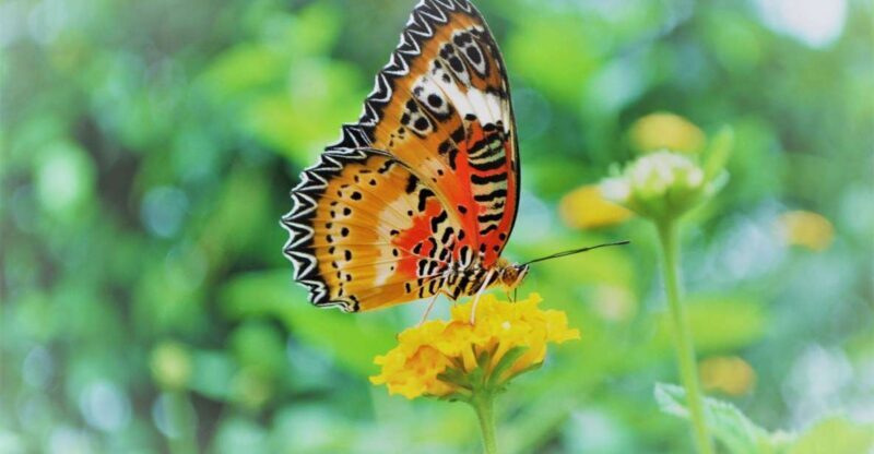 Alghero: Visit at the Butterfly House - Value and How It Compares
