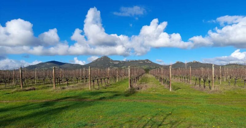 Alghero: wine tasting w/ local aperitif in the vineyard - Key Points