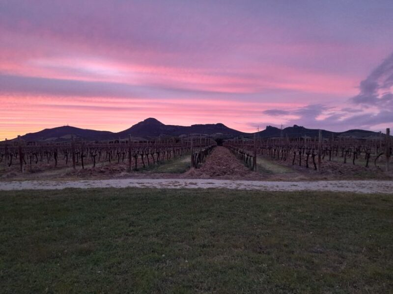 Alghero: wine tasting w/ local aperitif in the vineyard - The Wines: What Makes Them Special