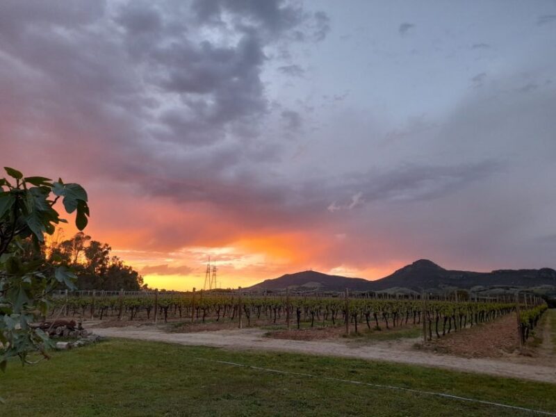 Alghero: wine tasting w/ local aperitif in the vineyard - Potential Drawbacks