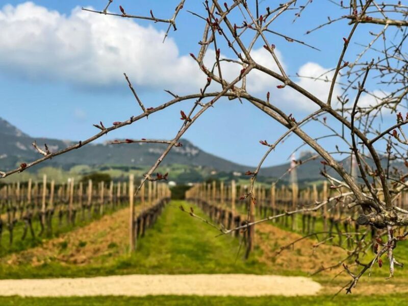 Alghero: wine tasting w/ local aperitif in the vineyard - Who Will Appreciate This Tour?