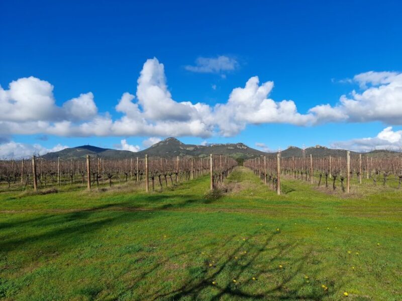Alghero: wine tasting w/ local aperitif in the vineyard - FAQ