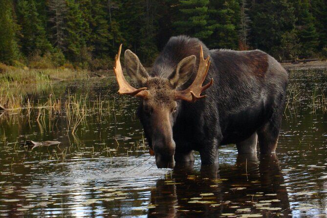 Algonquin Park 4-Day Deluxe Camping & Canoeing Adventure - The Itinerary: What to Expect Each Day