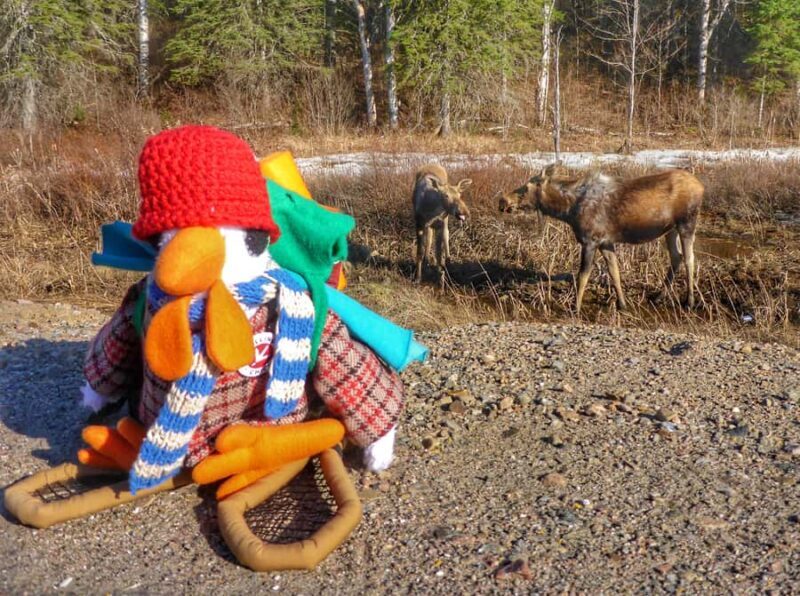 Algonquin Park: Adventure Tour from Toronto - Exploring the Algonquin Park Adventure Tour from Toronto: A Practical Guide