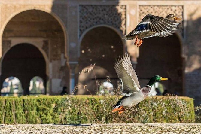 Alhambra Private/Small Group Tour & Nasrid Palaces Skip the Line - FAQ: Your Questions Answered