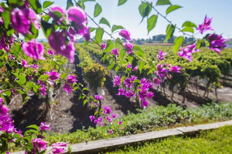 Alicante: Countryside Wine Tour with 4 Tastings - Final Thoughts: Why Choose This Tour?
