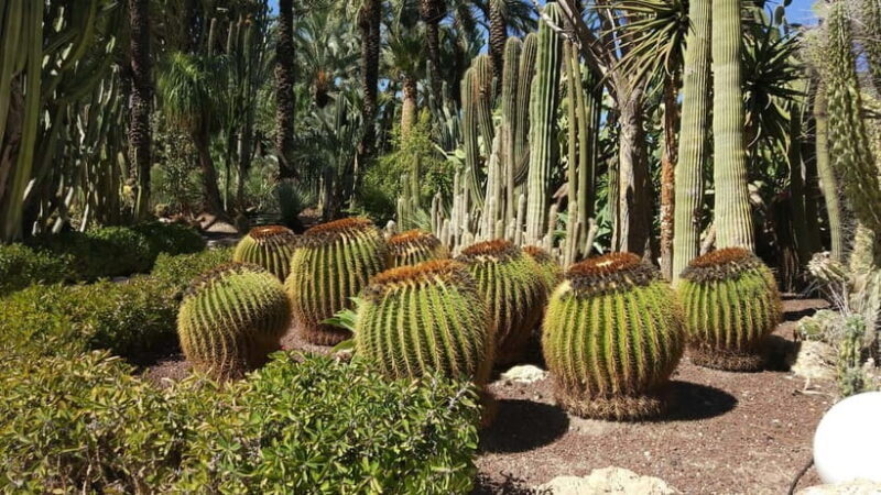 Alicante: UNESCO Heritage Palm grove + Artistic Garden Tour - Key Points