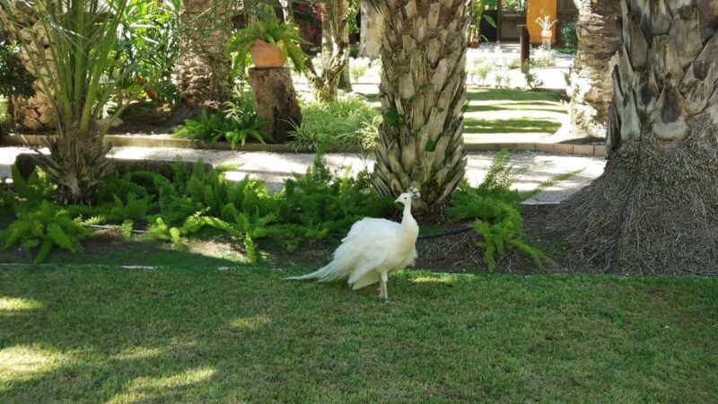 Alicante: UNESCO Heritage Palm grove + Artistic Garden Tour - Who Will Love This Tour?