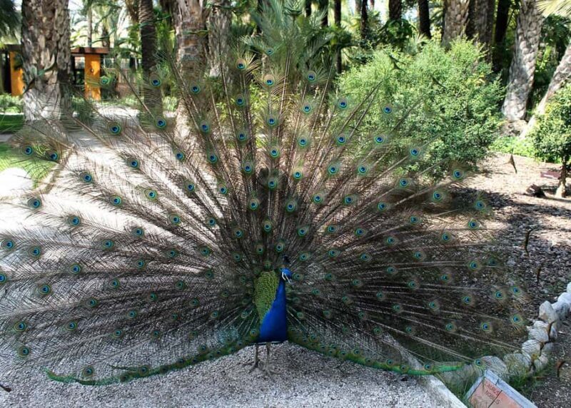 Alicante: UNESCO Heritage Palm grove + Artistic Garden Tour - Final Thoughts