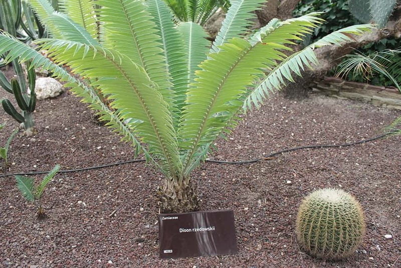 Alicante: UNESCO Heritage Palm grove & Artistic Garden Tour - Key Points