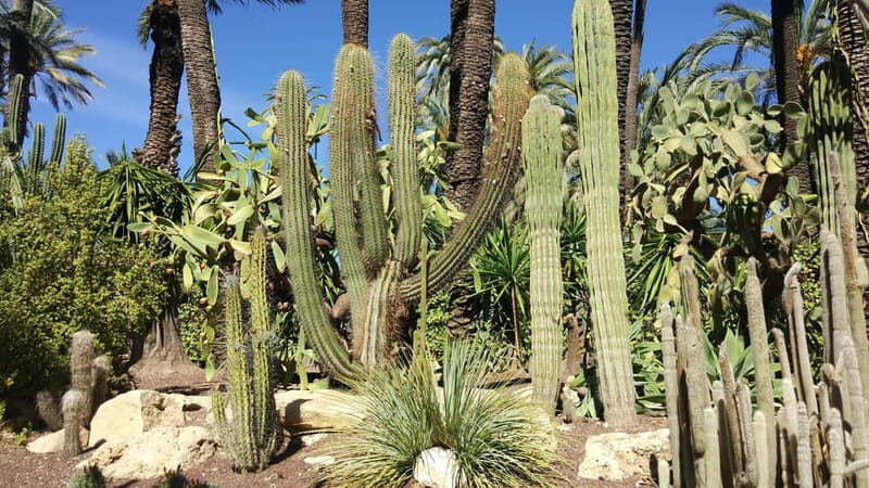 Alicante: UNESCO Heritage Palm grove & Artistic Garden Tour - Practical Details and Logistics