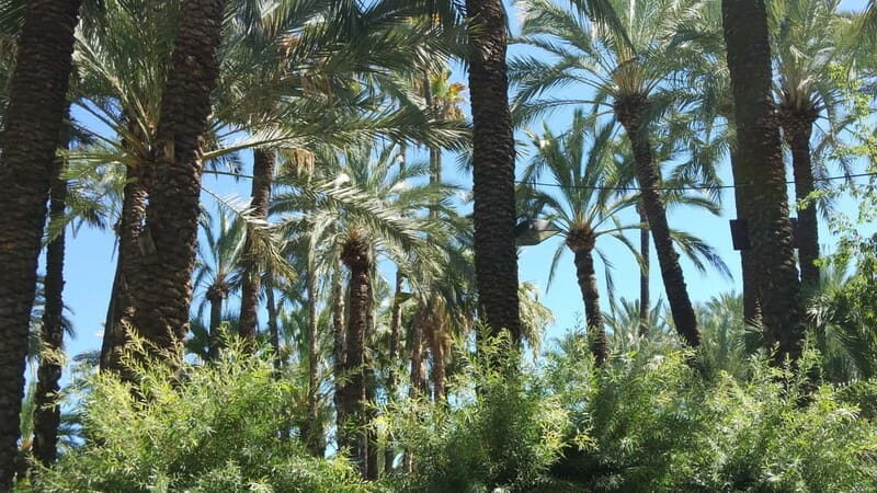 Alicante: UNESCO Heritage Palm grove & Artistic Garden Tour - What Others Are Saying