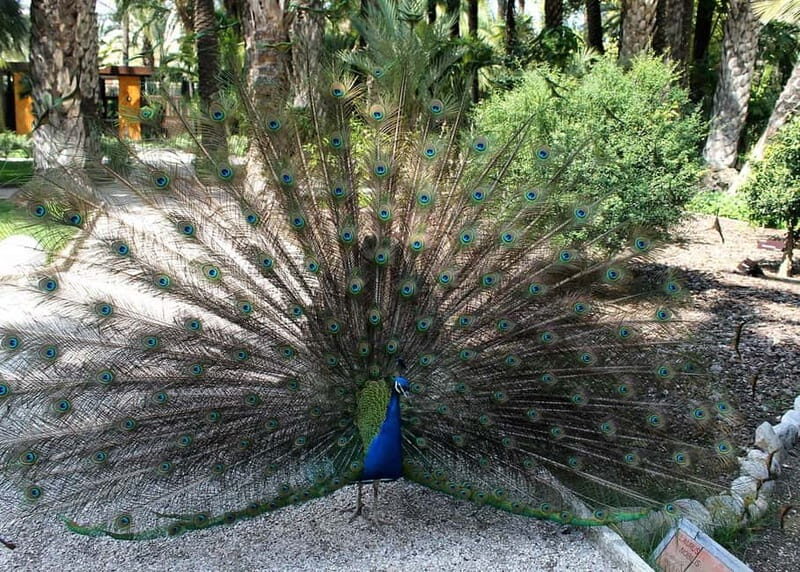 Alicante: UNESCO Heritage Palm grove & Artistic Garden Tour - Final Thoughts