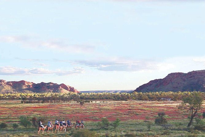 Alice Springs Camel Tour - Frequently Asked Questions