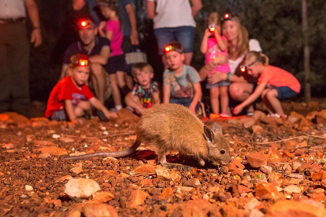 Alice Springs Desert Park Nocturnal Tour - Discovering the Alice Springs Desert Park Nocturnal Tour
