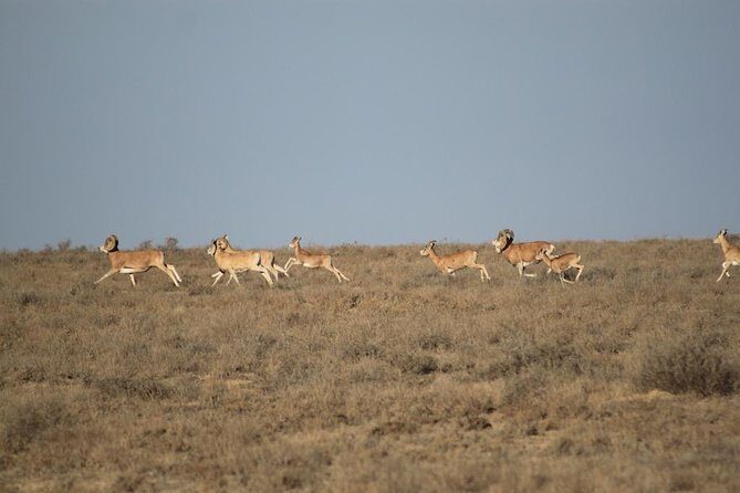 Alien landscapes of Mangistau with one of a kind Salty Hollow of Karyn Zharyk - An In-Depth Look at the Mangistau Adventure
