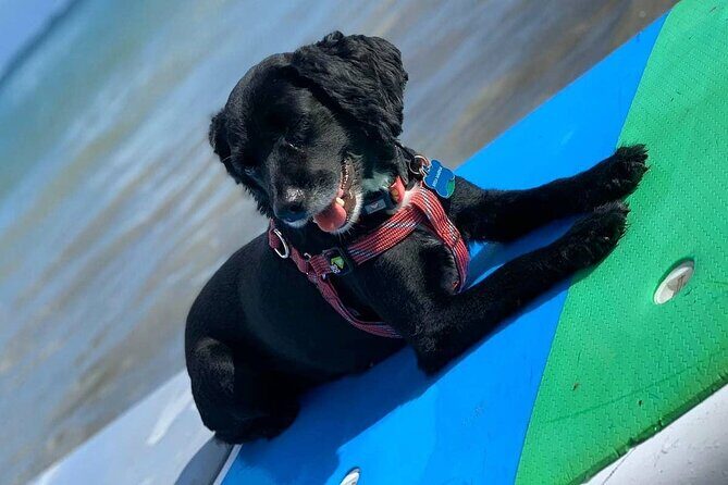 All-Day Paddleboard Rental  Fajardo, Puerto Rico - Who Will Love This Experience?