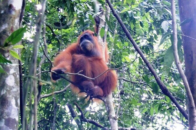 All-in 2N/3D Bukit Lawang Tour For School - Introduction