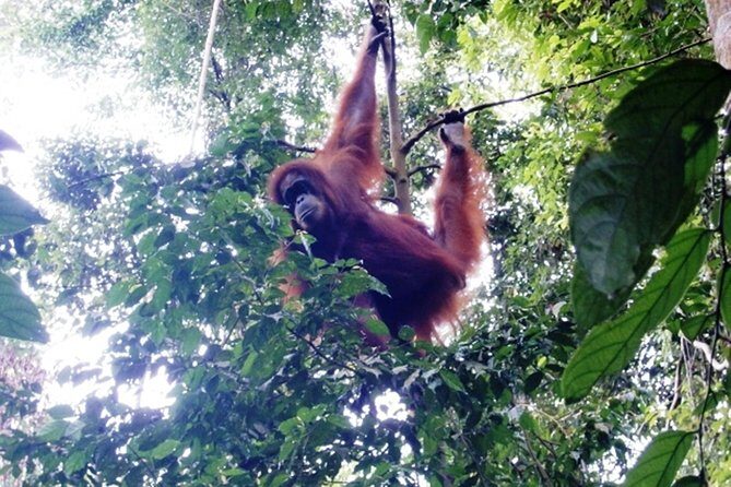 All-in 3N/4D Bukit Lawang Tour For School - Key Points