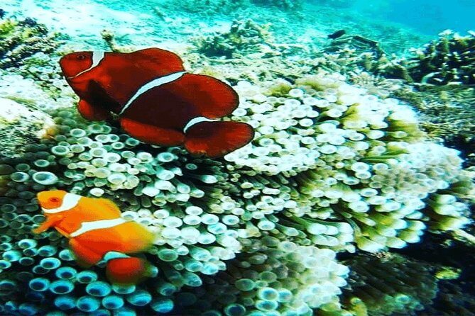 (ALL- IN) Bali Snorkeling Blue Lagoon And Tanjung Jepun - Authentic Experiences and Highlights