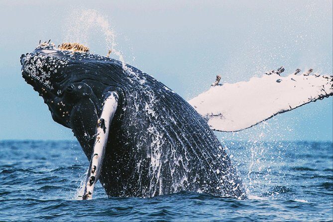 All in one Sri lanka 7nights 8 days for couple price - What Are the Key Highlights?