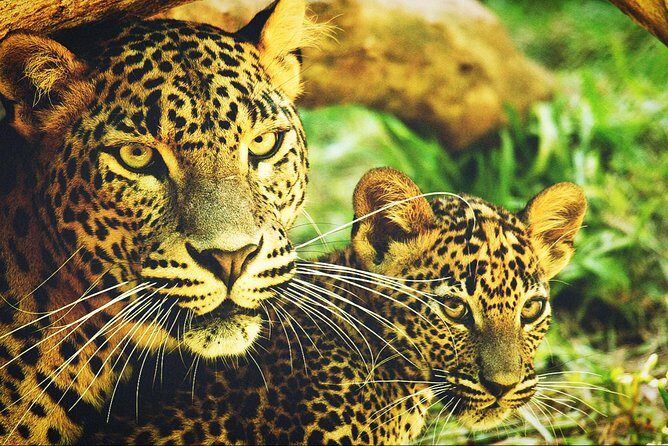 All in one Sri lanka 7nights 8 days for couple price - Who Is This Tour Best Suited For?