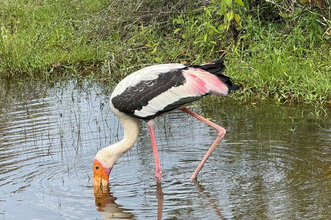 All inclusive 12 Hour Wilpattu National Park Safari - Who Should Consider This Tour?