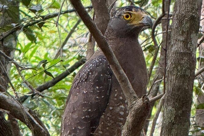 All inclusive 12 Hour Wilpattu National Park Safari - FAQ