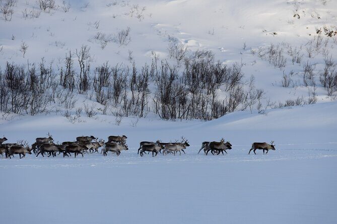All-Inclusive Arctic Fjords and Sommarøy Scenic Tour - Practical Considerations