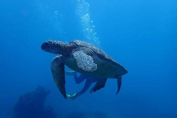 All Inclusive Bali Scuba Diving at Tulamben with Lunch -Transport - Why This Tour Holds Value