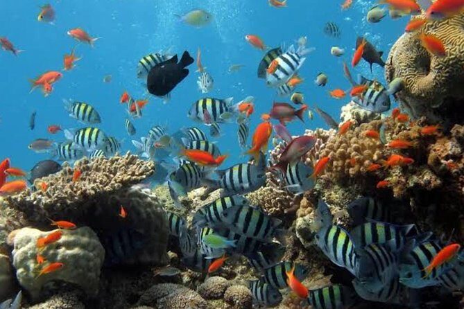 All Inclusive: Bali Snorkeling at Blue Lagoon and Tanjung Jepun - Key Points