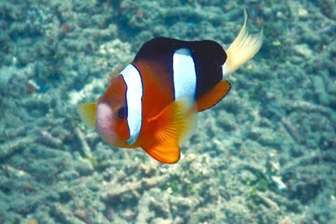 All Inclusive: Bali Snorkeling at Blue Lagoon and Tanjung Jepun - Whats Included and Whats Not