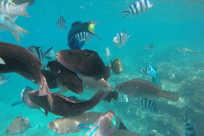 All Inclusive Bali Snorkeling Blue Lagoon with Gate Heaven - Why This Tour Stands Out