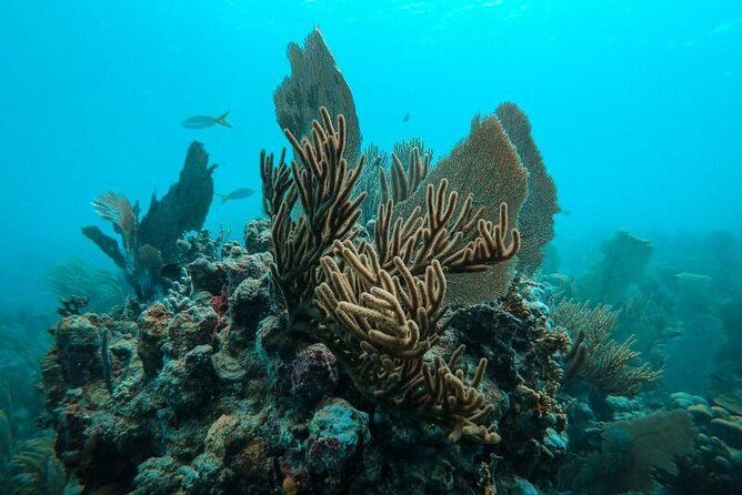 All Inclusive Beach and Snorkel Boat Tour to Icacos Island - Final Thoughts