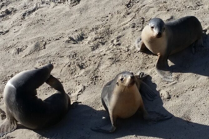 All-Inclusive Boutique 2 Day Kangaroo Island Tour - What Makes This Tour Special?