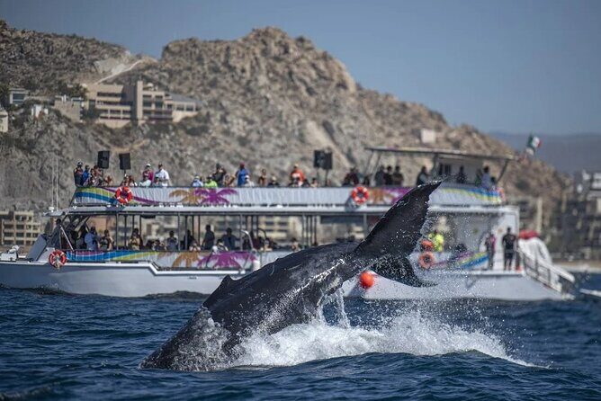 All-Inclusive Cabo Boat Tour: Music, Snorkeling, Open Bar & Lunch - The Experience at a Glance