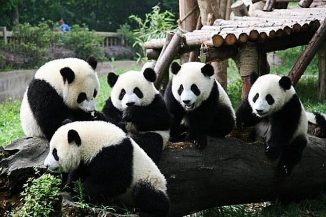 All Inclusive Chengdu Giant Panada Base Private Day Tour from Guangzhou by Air - Key Points