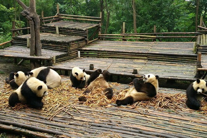 All-Inclusive Chengdu Highlight Panda Trip and Customizable Sites - An In-Depth Look at the Experience
