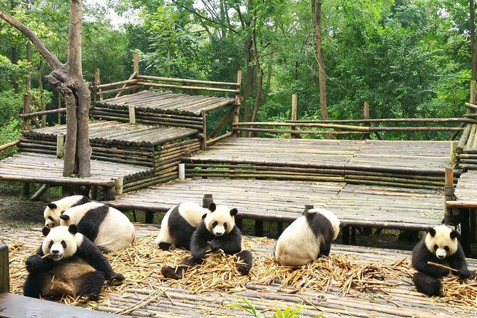All Inclusive Customizable Chengdu Full Day Panda Tour - Practical Considerations