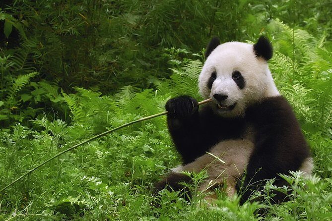All-inclusive Day Tour: Mutianyu Great Wall & Beijing Panda Zoo with Local Lunch - What You’ll Love About This Tour