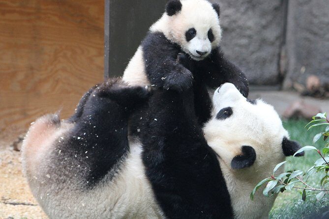 All-inclusive Day Tour: Mutianyu Great Wall & Beijing Panda Zoo with Local Lunch - FAQs