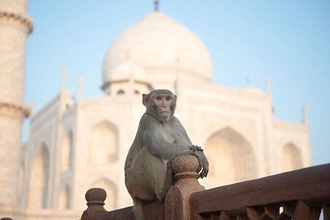 All Inclusive Day Trip to Taj Mahal, Agra Fort and Baby Taj from Delhi by Car - Final thoughts