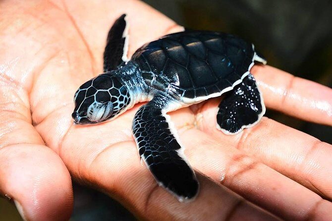 All Inclusive Galle Tour and Madu River Safari - The Madu River Safari: Nature’s Quiet Corner