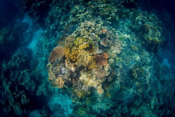 All Inclusive Great Barrier Reef Cruise w optional Scuba Diving - Snorkelling and Diving: A Close-Up Encounter