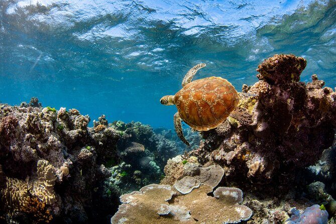 All Inclusive Great Barrier Reef Cruise w optional Scuba Diving - Returning to Cairns: Relax, Reflect, and Celebrate