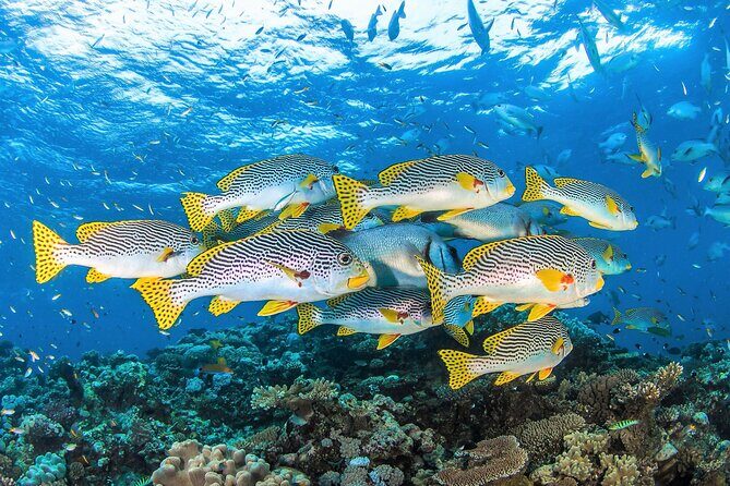 All Inclusive Great Barrier Reef Cruise w optional Scuba Diving - Final Thoughts: Is This the Reef Tour for You?